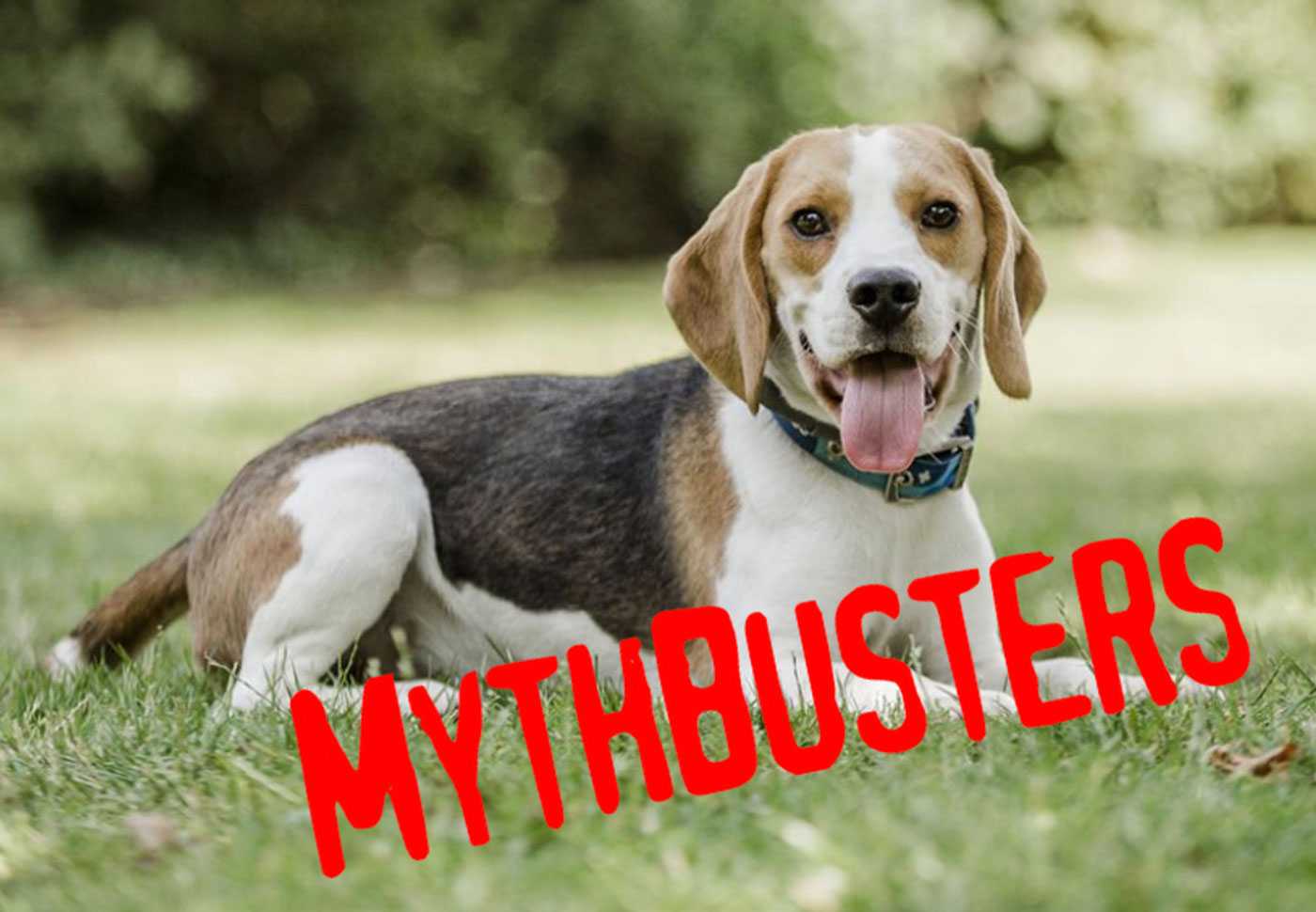 Can You Teach An Old Dog New Tricks Mythbusters
